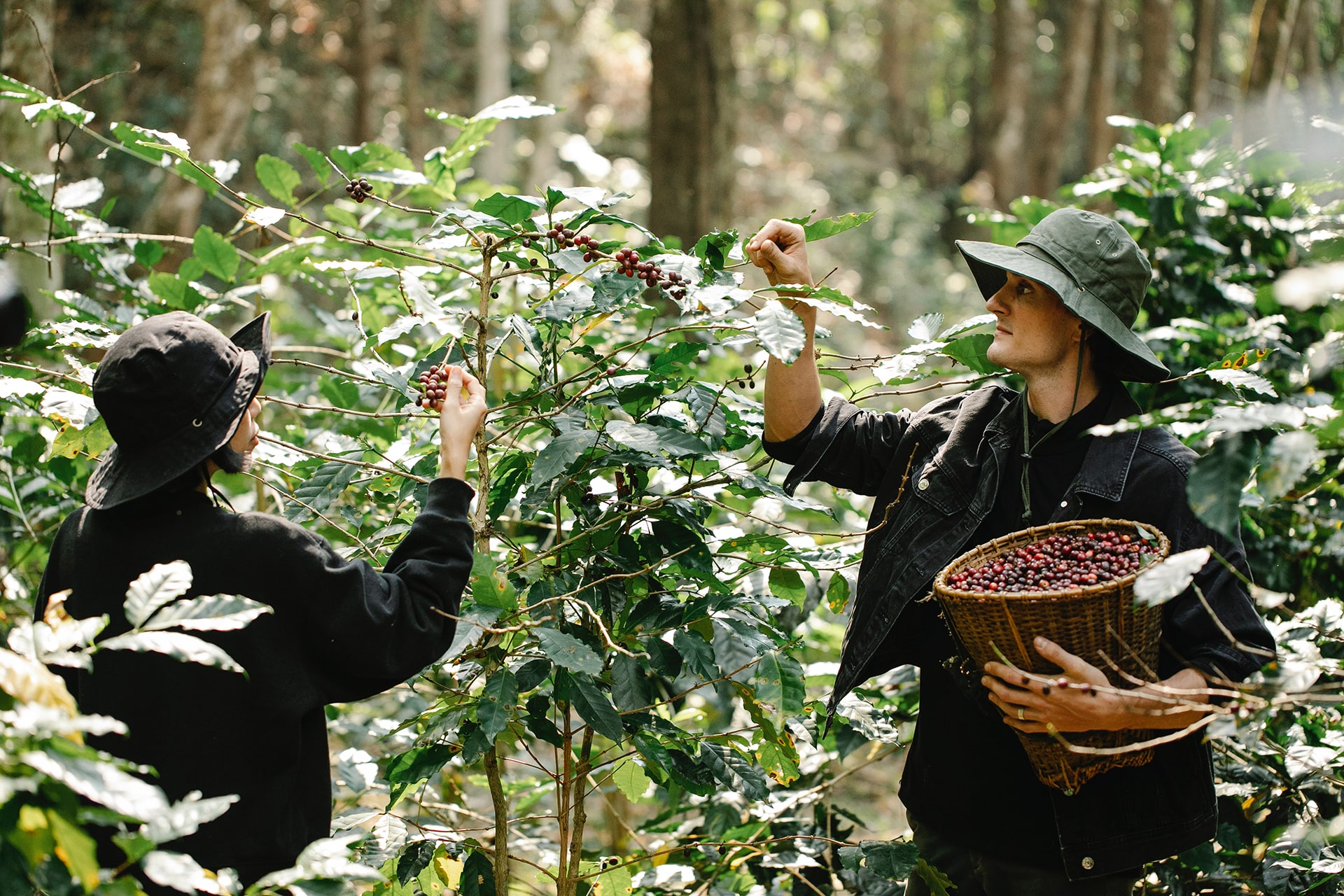 Collecting Our Coffee Harvest for Further Roasting – Honoroast Qatar